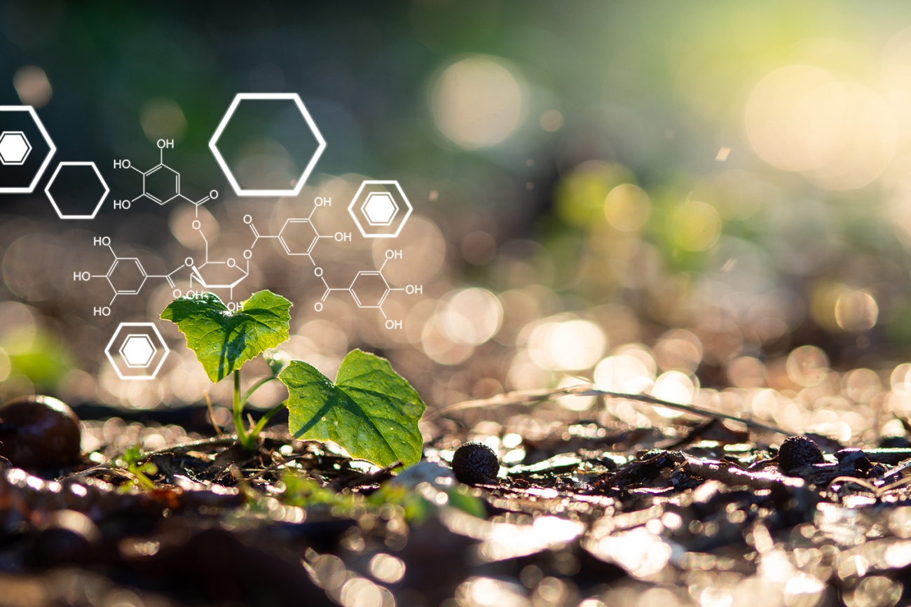 Genetic Resources Strategies for Europe launched | European Forest ...