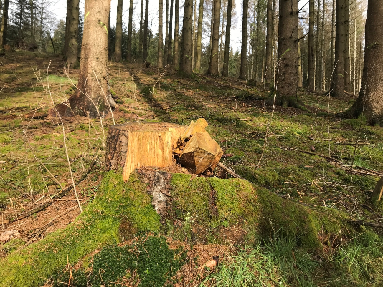 Policy brief: How can forest resilience support Sustainable Forest ...