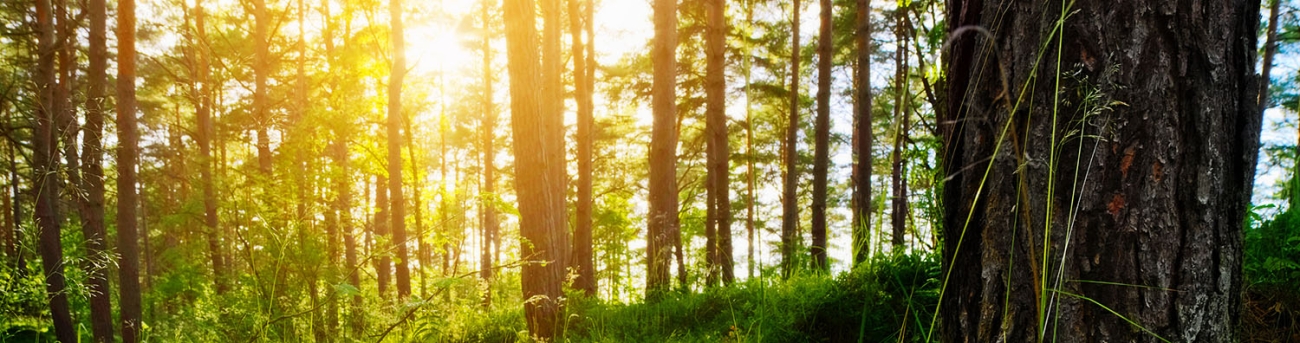 MoniFun strives to enhance European forest monitoring | European Forest ...