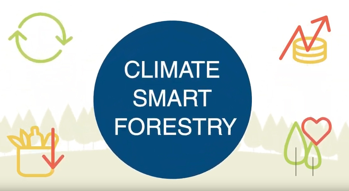 Climate Smart Forestry, the missing link | European Forest Institute