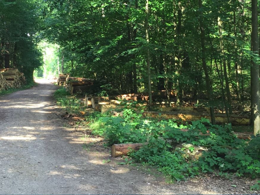 To what extent could reforestation stop climate change? | European ...