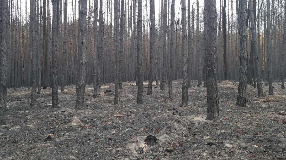 Forest fire, climate change, resilience | European Forest Institute