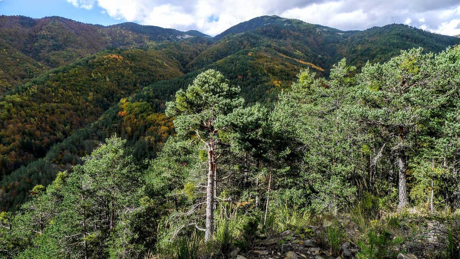 Mediterranean Forest Week: Social Innovation in Forests | European ...
