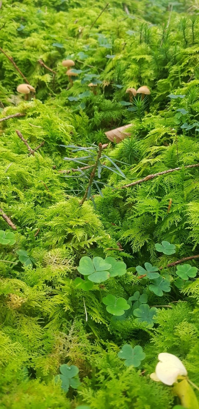 Danish Integrated Forest Management | European Forest Institute