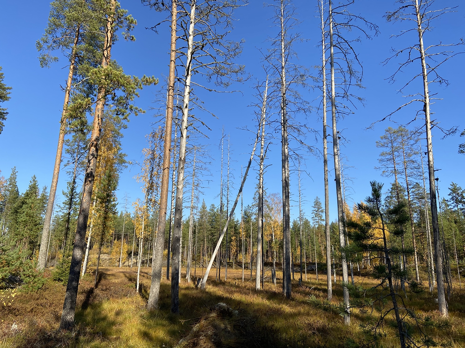 EU forests – new EU Framework for Forest Monitoring and Strategic Plans ...