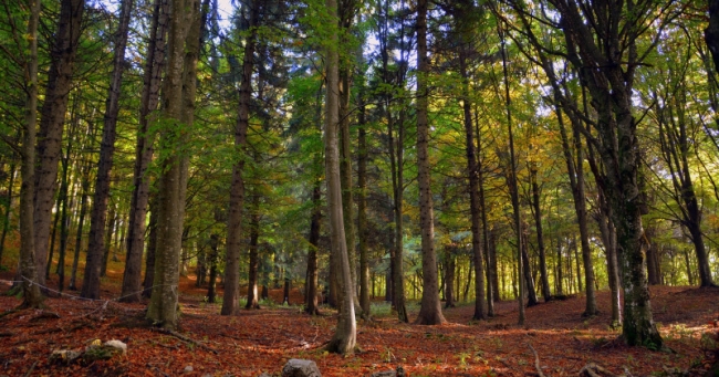 How European forests can be adapted to climate change | European Forest Institute