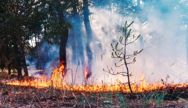 Using the bioeconomy to prevent forest fires | European Forest Institute