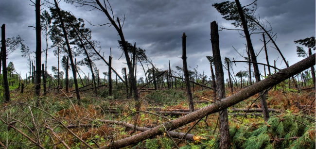 Storm damage to forests | European Forest Institute
