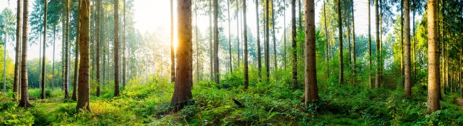 The New EU Forest Strategy for 2030: A New Understanding of Sustainable ...