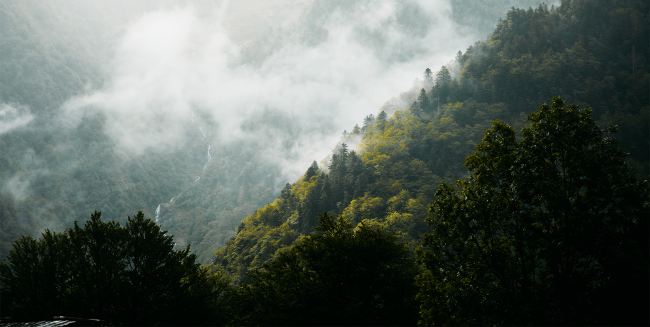 INFORMA looks at how EU can double its forests’ climate change mitigation impact by 2050 ...
