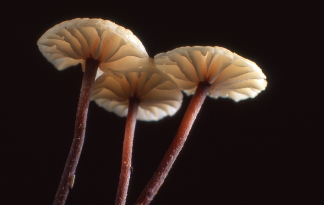 Open Letter on the crucial role of fungi in preserving and enhancing ...