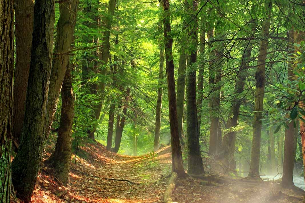 Final SINCERE paper on forest ecosystem services provision in Europe ...