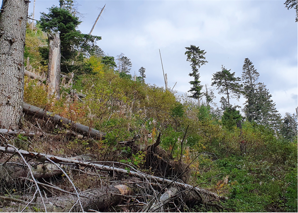 Managing Forest Disturbances in a Changing Climate – research results summarized for decision ...
