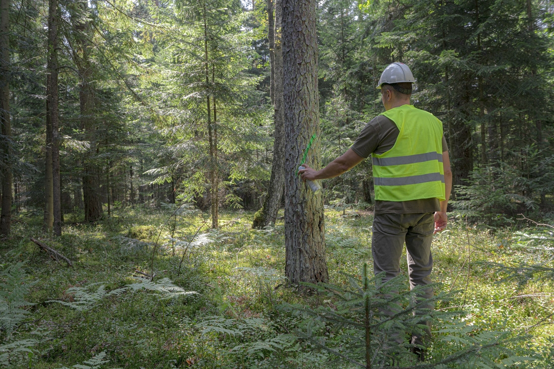 New science-business research project explores forest management ...