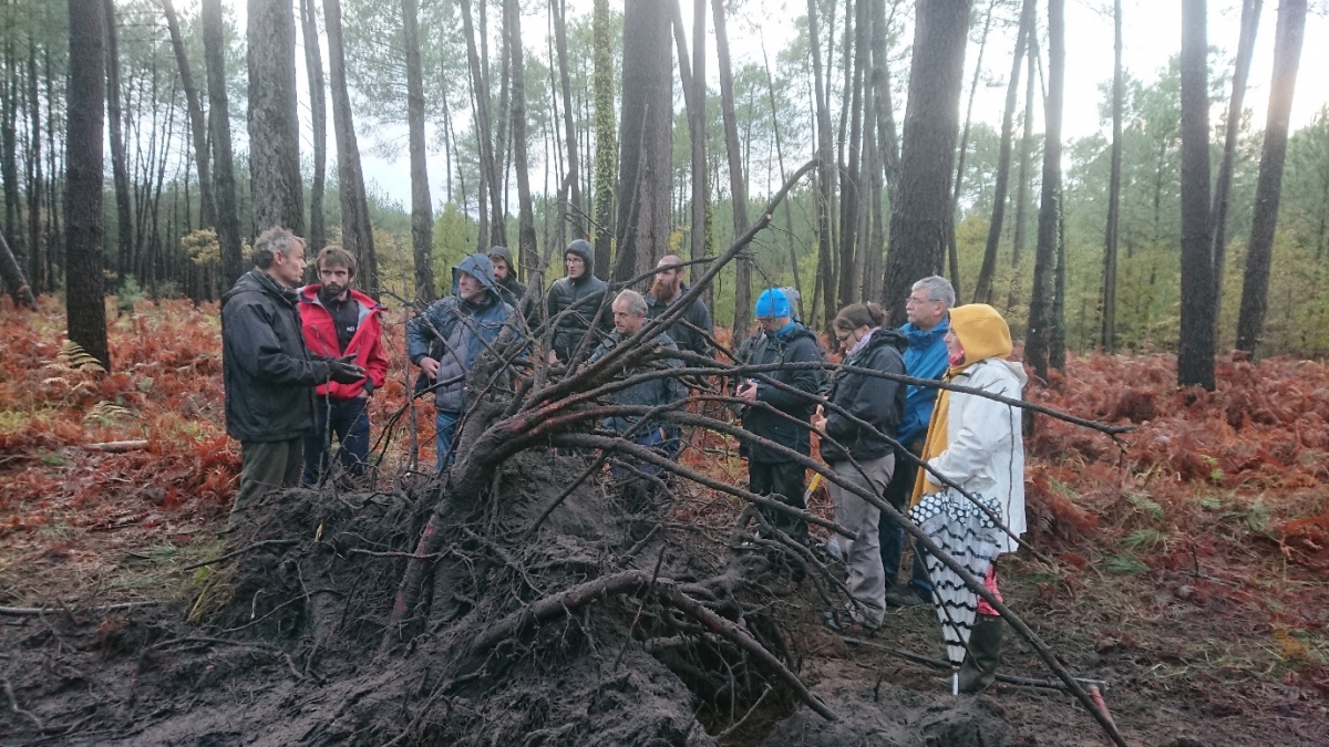 Wind Risk to Forests and Trees: Transferring Knowledge to Practitioners ...