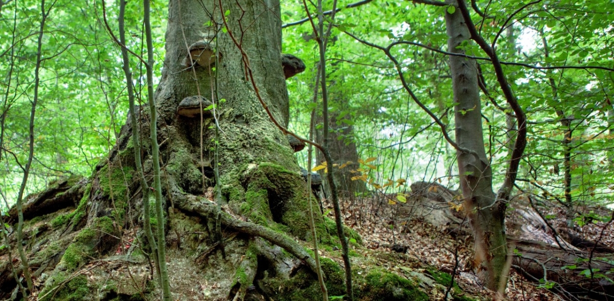 Webinar: How to integrate segregation in sustainable forest management ...