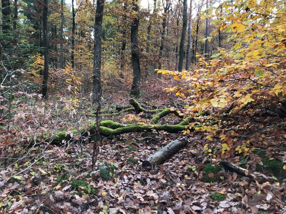 Are climate change adaptation, mitigation and biodiversity conservation in European forests two ...