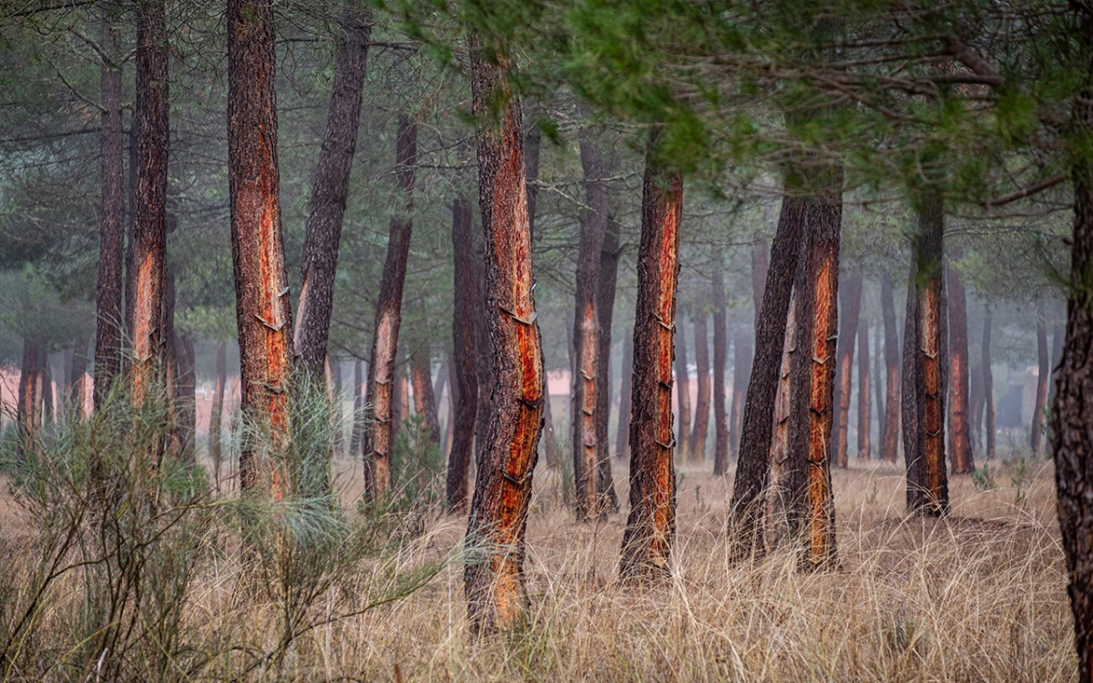 5th International Congress on Planted Forests | European Forest Institute