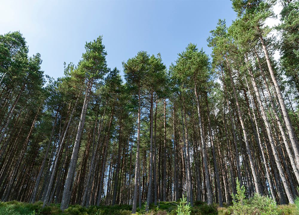 Forest Plantations in Resilient Landscapes, Sep 2022 | European Forest ...
