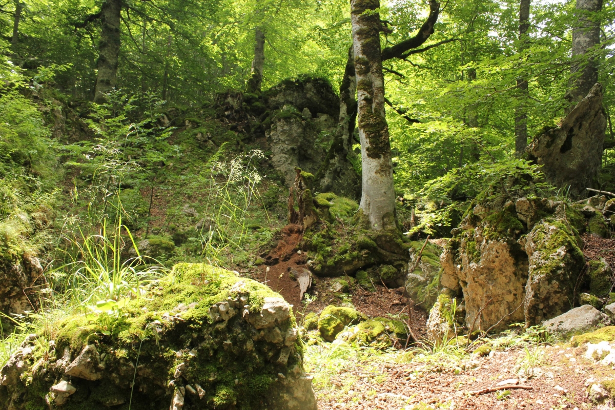 Where are Europe’s last primary forests? | European Forest Institute