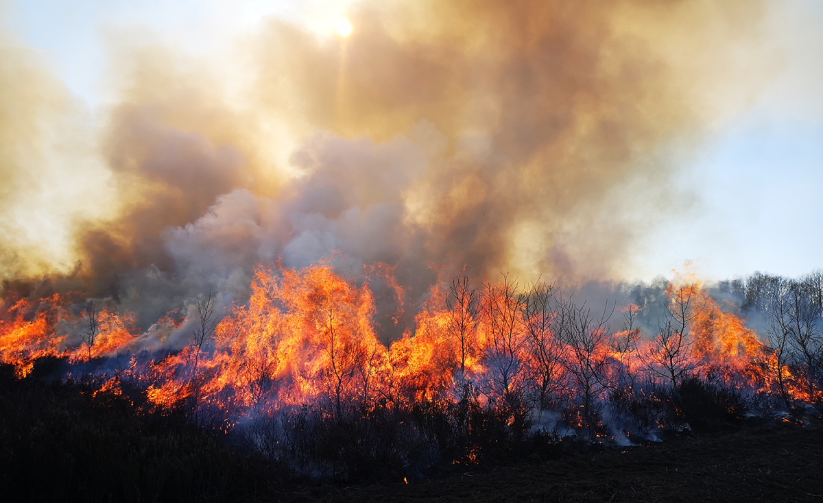 EFI experts providing media with their knowledge on forest fires ...