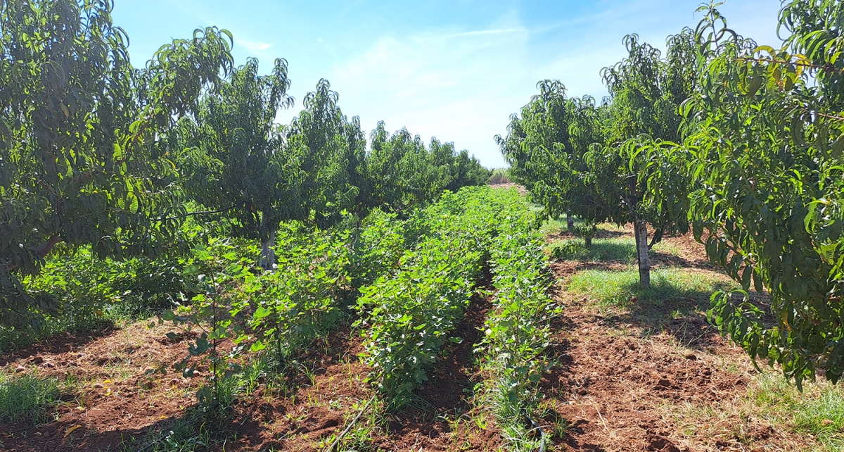 Regenerative cotton agroforestry experiment in Italy | European Forest Institute
