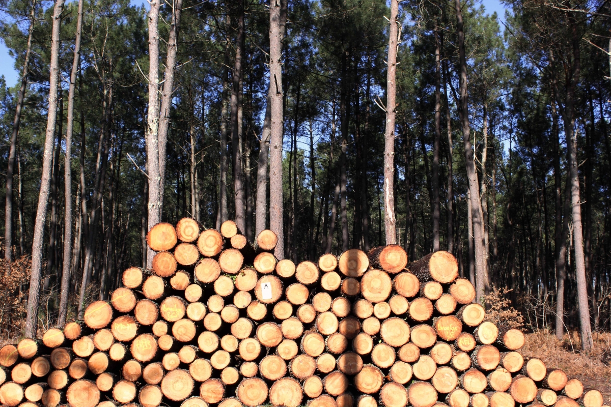 About planted forests | European Forest Institute